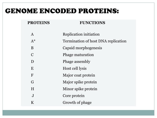Phi x 174 phage. | PPT | Biological Sciences | Science