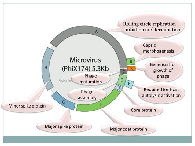 Phi x 174 phage. | PPT | Biological Sciences | Science