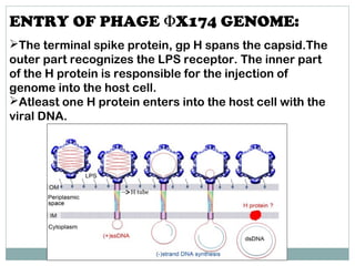 Phi x 174 phage. | PPT