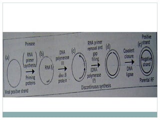 Phi x 174 phage. | PPT
