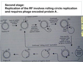 Phi x 174 phage. | PPT