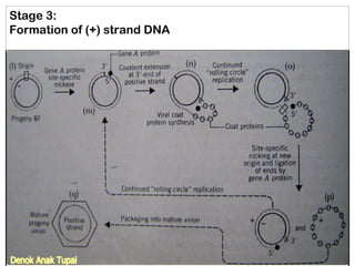 Phi x 174 phage. | PPT