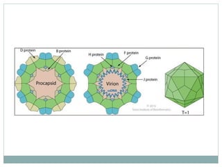 Phi x 174 phage. | PPT
