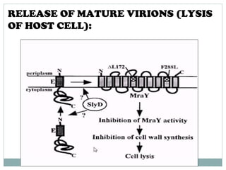 Phi x 174 phage. | PPT