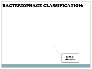 Phi x 174 phage. | PPT