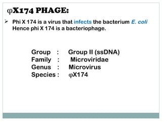 Phi x 174 phage. | PPT