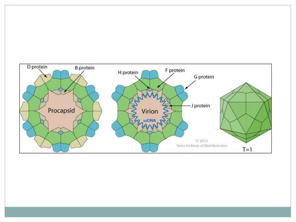 Phi x 174 phage.