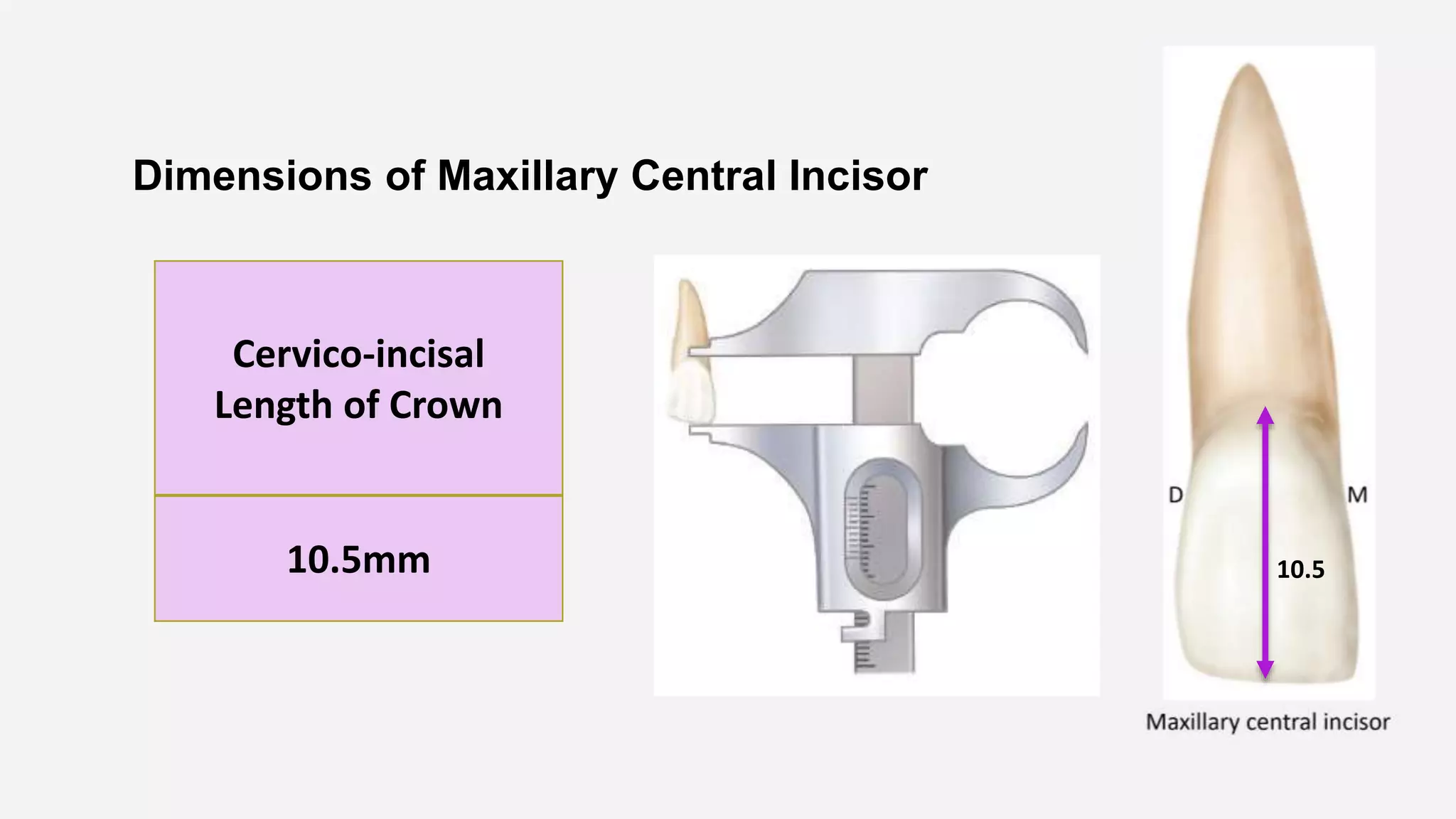 Morphology of Permanent Maxillary Central Incisor- Dr. Saba Arshad.pptx