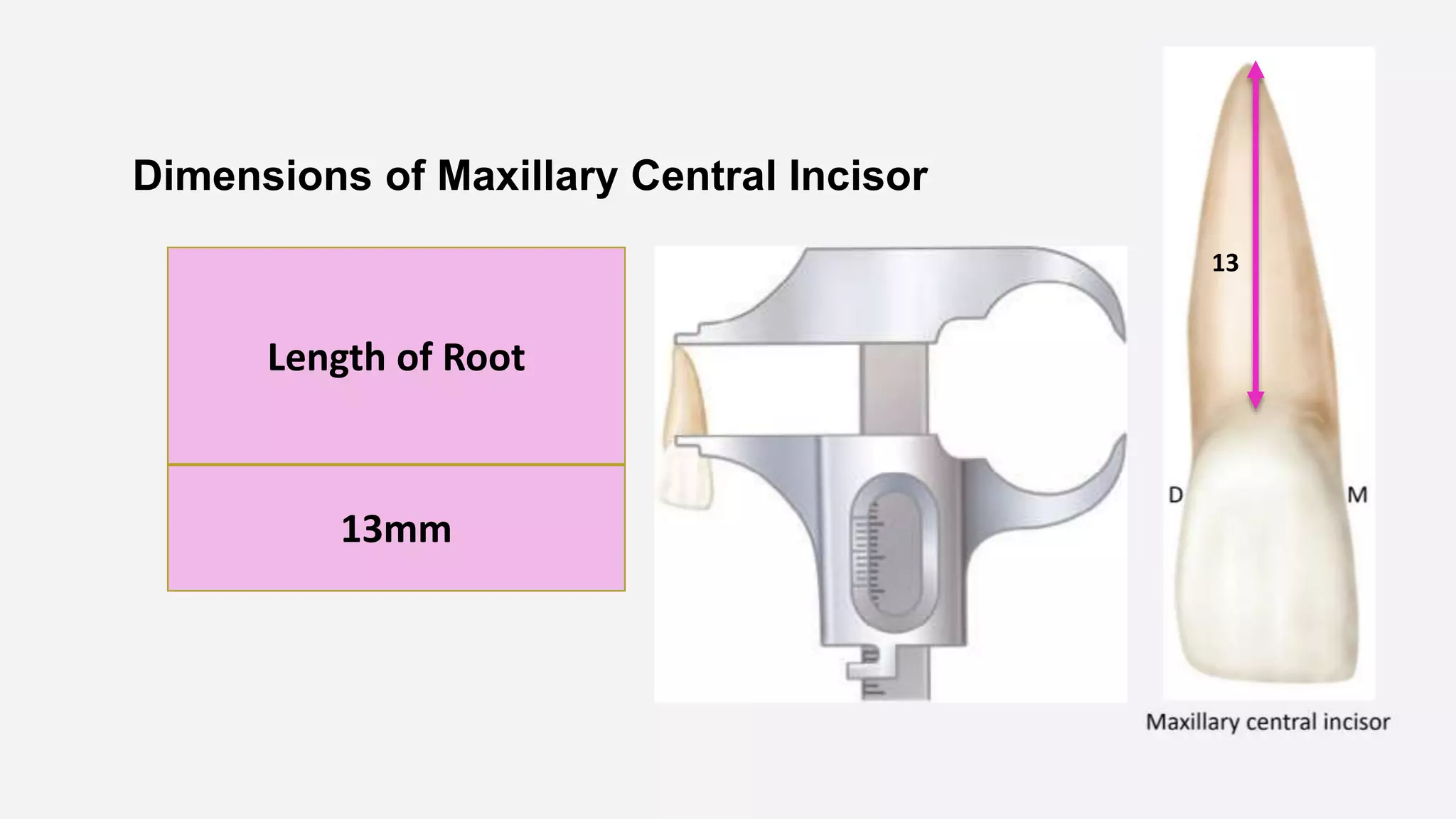 Morphology of Permanent Maxillary Central Incisor- Dr. Saba Arshad.pptx