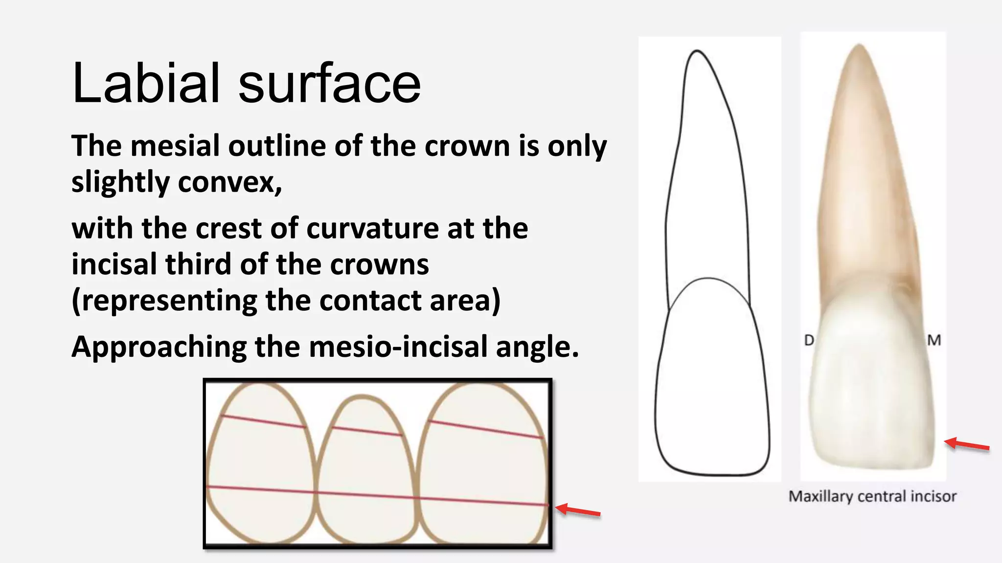 Morphology of Permanent Maxillary Central Incisor- Dr. Saba Arshad.pptx