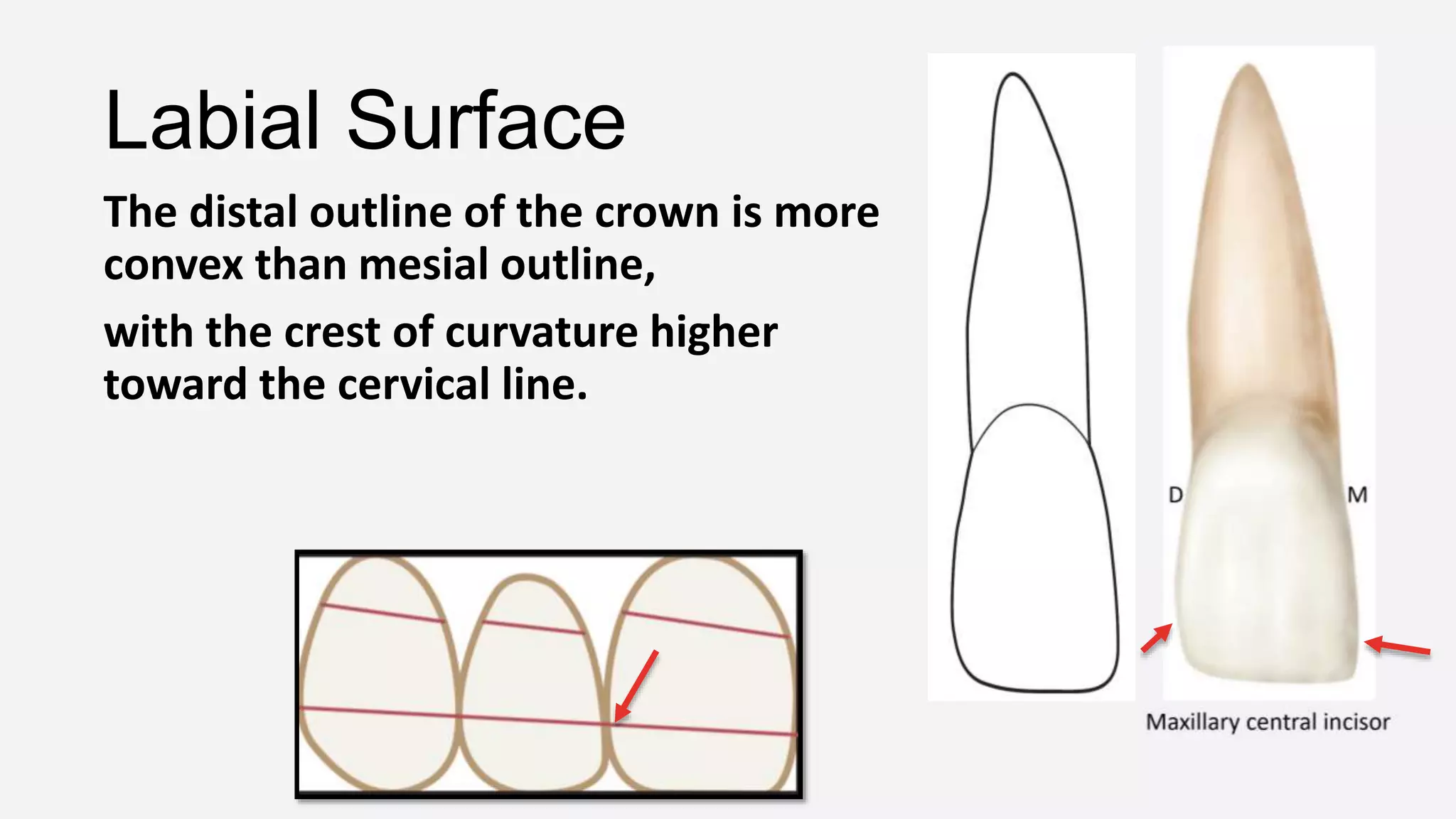Morphology of Permanent Maxillary Central Incisor- Dr. Saba Arshad.pptx