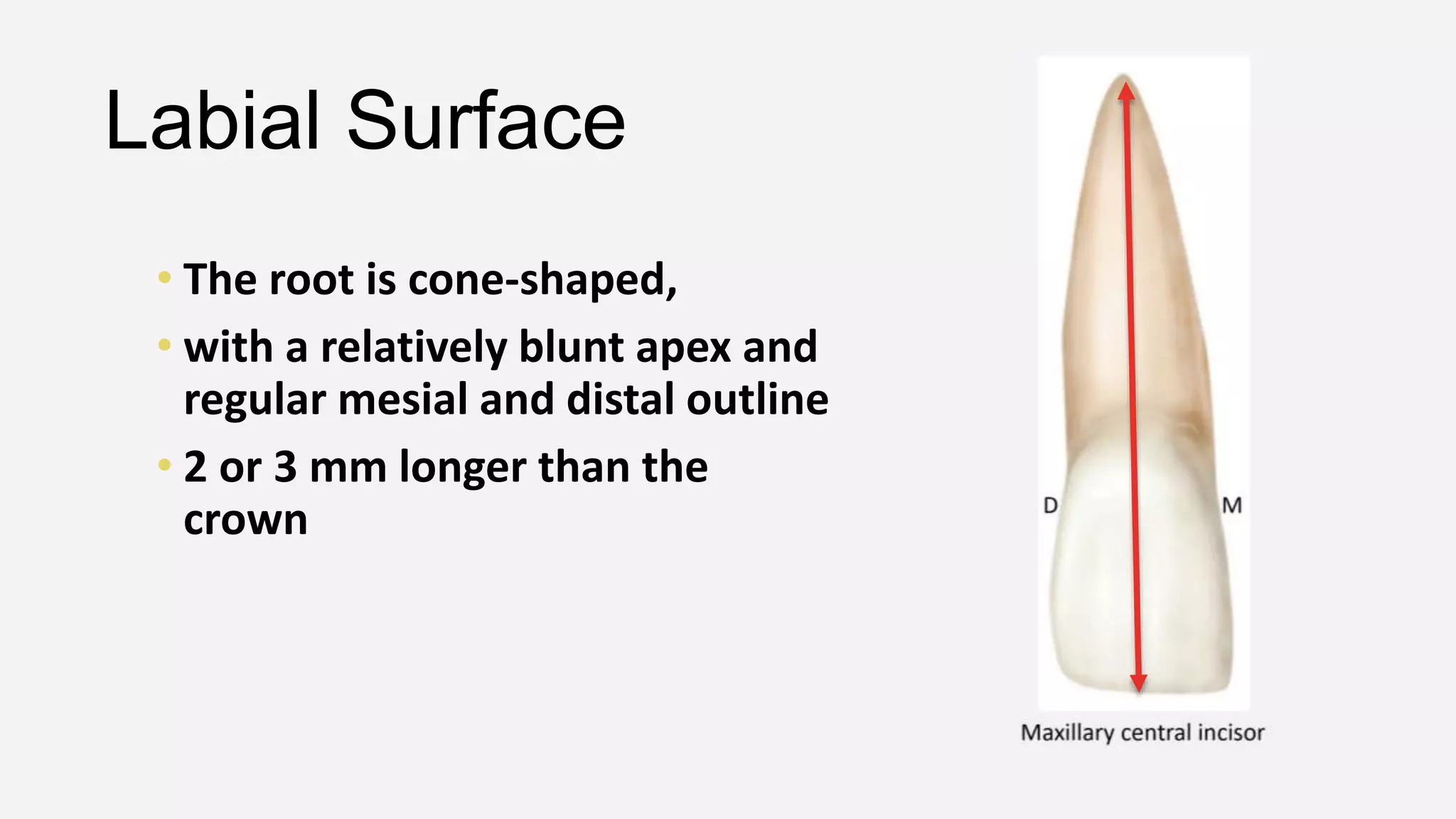 Morphology of Permanent Maxillary Central Incisor- Dr. Saba Arshad.pptx