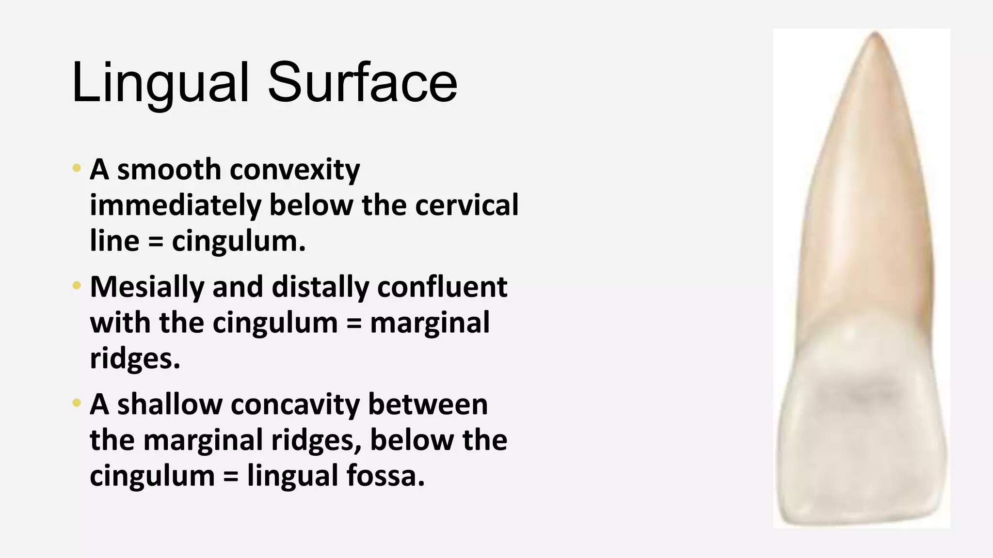 Morphology of Permanent Maxillary Central Incisor- Dr. Saba Arshad.pptx