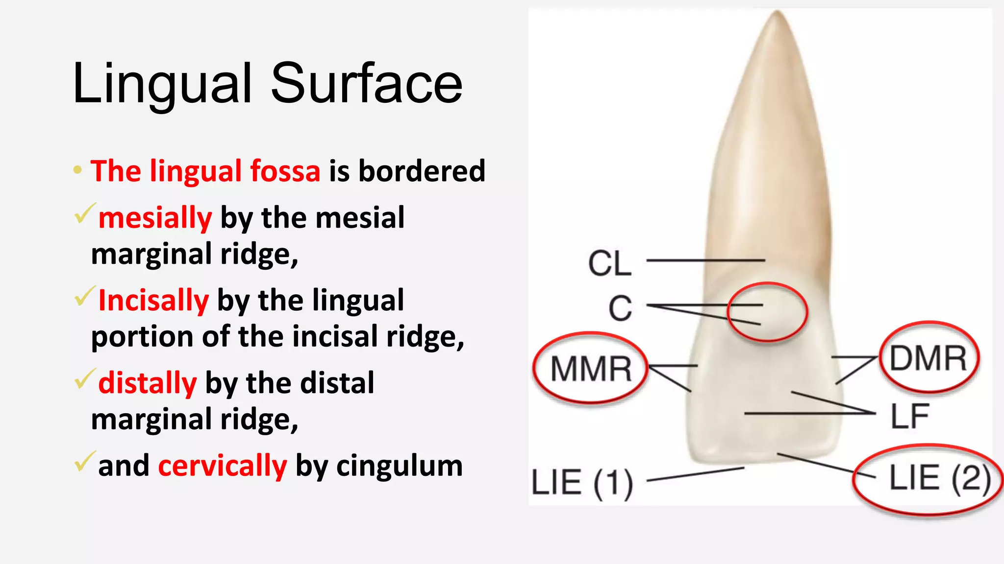 Morphology of Permanent Maxillary Central Incisor- Dr. Saba Arshad.pptx