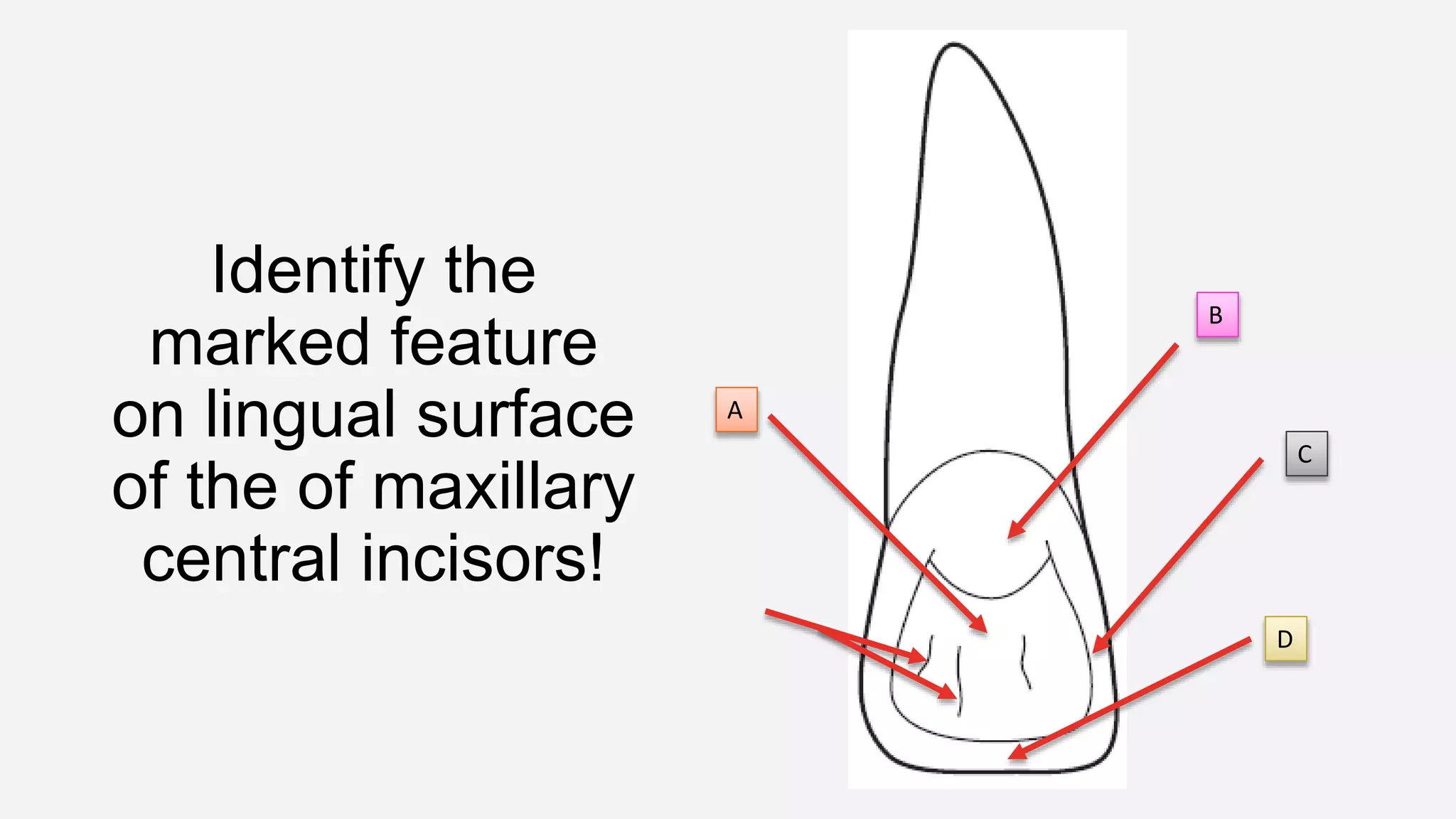 Morphology of Permanent Maxillary Central Incisor- Dr. Saba Arshad.pptx