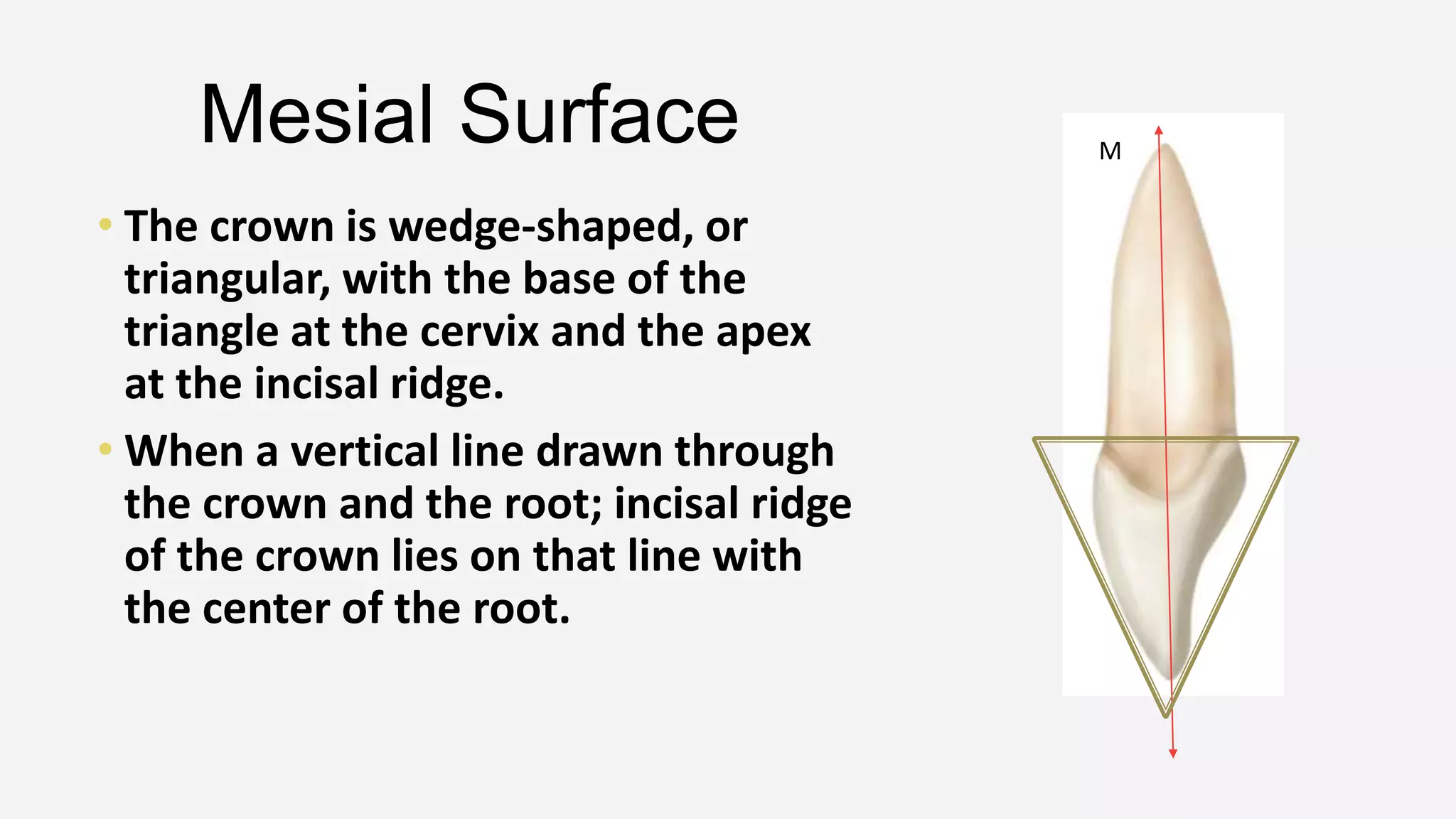 Morphology of Permanent Maxillary Central Incisor- Dr. Saba Arshad.pptx