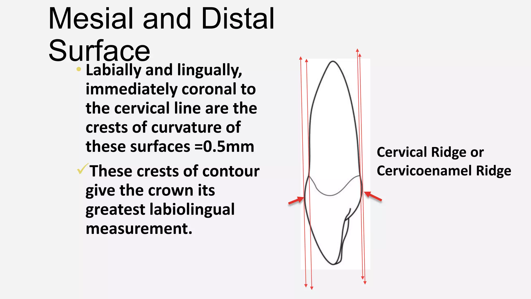 Morphology of Permanent Maxillary Central Incisor- Dr. Saba Arshad.pptx