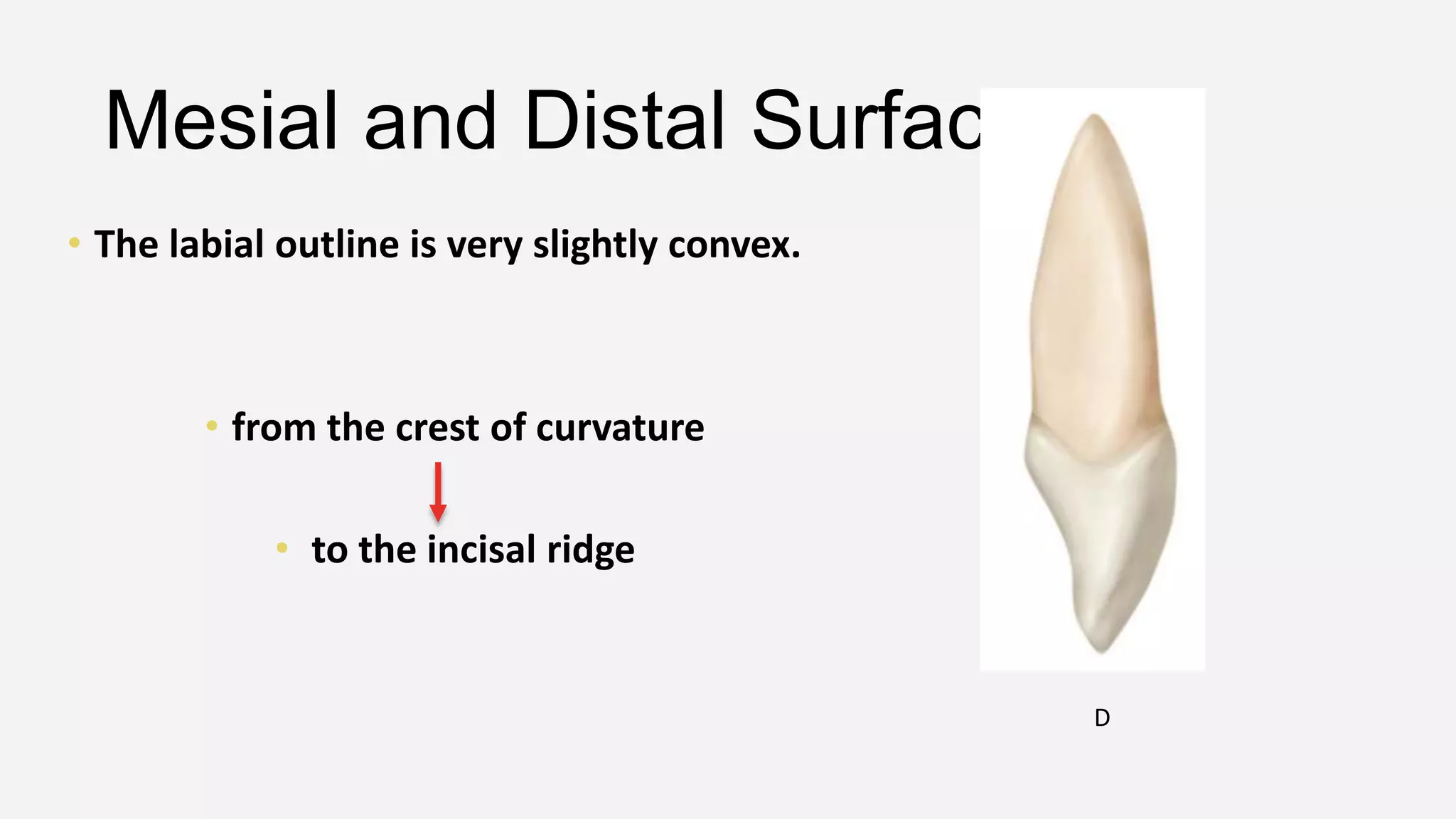 Morphology of Permanent Maxillary Central Incisor- Dr. Saba Arshad.pptx