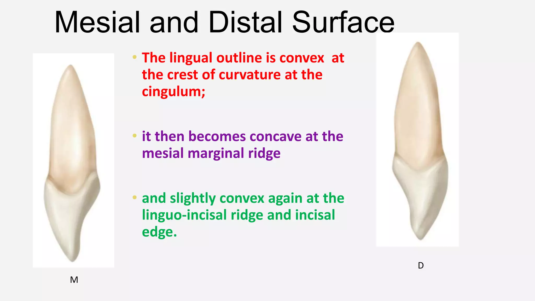 Morphology of Permanent Maxillary Central Incisor- Dr. Saba Arshad.pptx