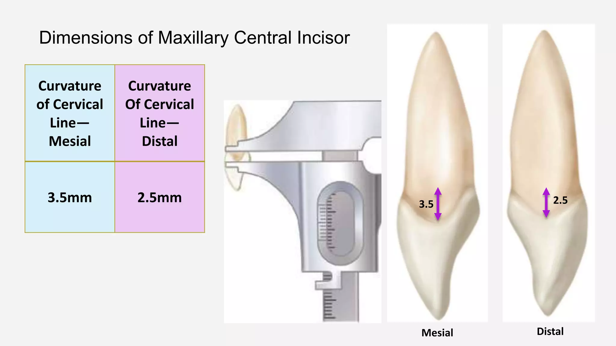 Morphology of Permanent Maxillary Central Incisor- Dr. Saba Arshad.pptx