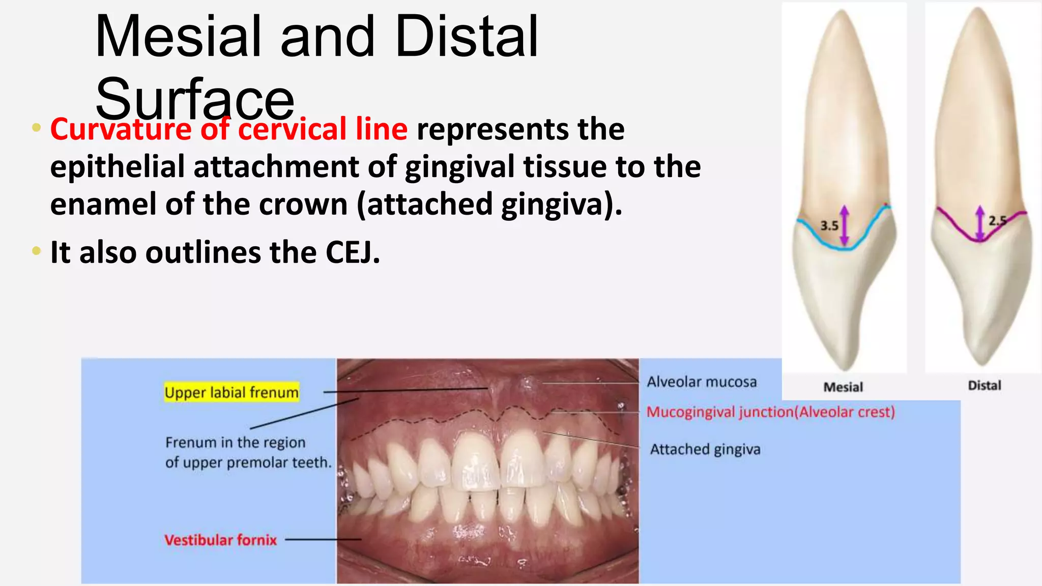 Morphology of Permanent Maxillary Central Incisor- Dr. Saba Arshad.pptx