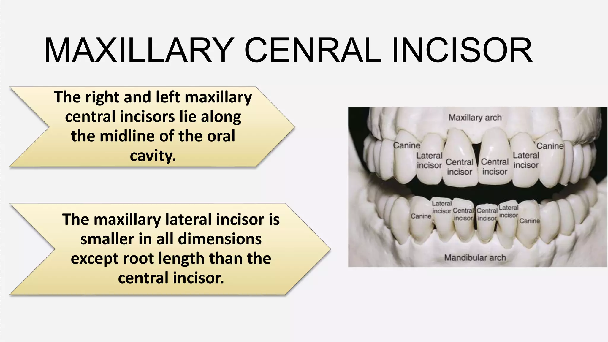 Morphology of Permanent Maxillary Central Incisor- Dr. Saba Arshad.pptx
