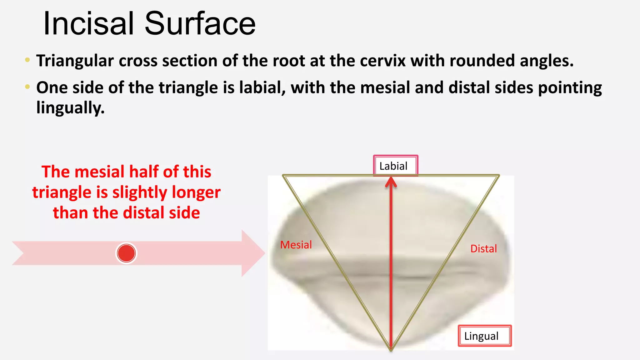 Morphology of Permanent Maxillary Central Incisor- Dr. Saba Arshad.pptx