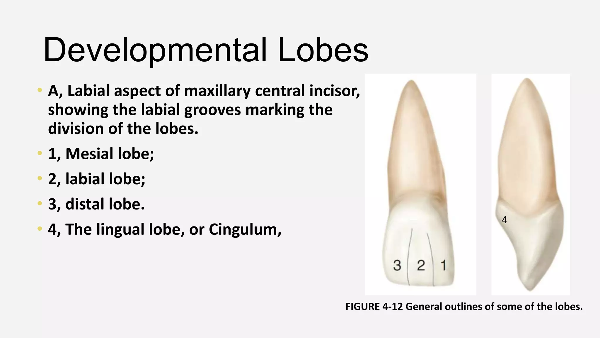 Morphology of Permanent Maxillary Central Incisor- Dr. Saba Arshad.pptx