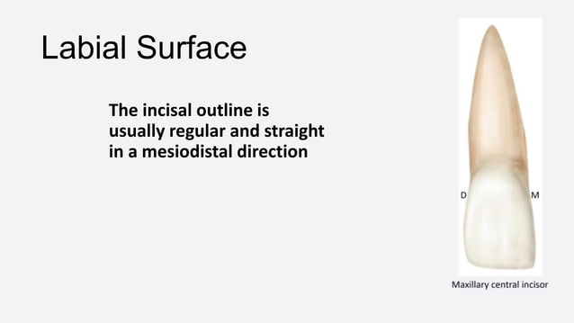 Morphology of Permanent Maxillary Central Incisor- Dr. Saba Arshad.pptx ...