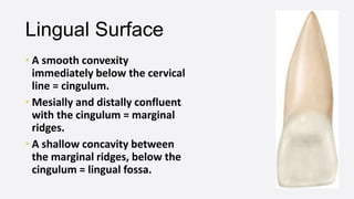 Morphology of Permanent Maxillary Central Incisor- Dr. Saba Arshad.pptx