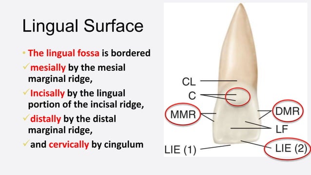Morphology of Permanent Maxillary Central Incisor- Dr. Saba Arshad.pptx ...