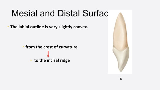 Morphology of Permanent Maxillary Central Incisor- Dr. Saba Arshad.pptx ...