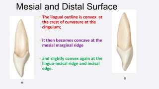 Morphology of Permanent Maxillary Central Incisor- Dr. Saba Arshad.pptx