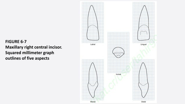 Morphology of Permanent Maxillary Central Incisor- Dr. Saba Arshad.pptx ...