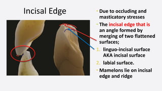 Morphology of Permanent Maxillary Central Incisor- Dr. Saba Arshad.pptx