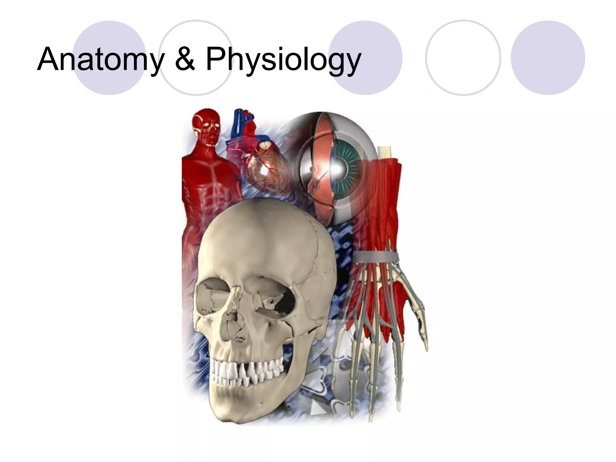 Phlebotomy | PPT