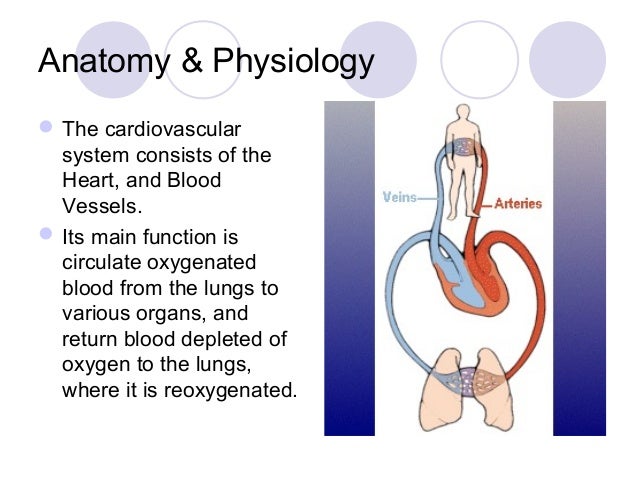 Phlebotomy