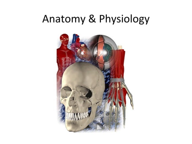 Phlebotomy Ppt Infectious Diseases Diseases And Conditions