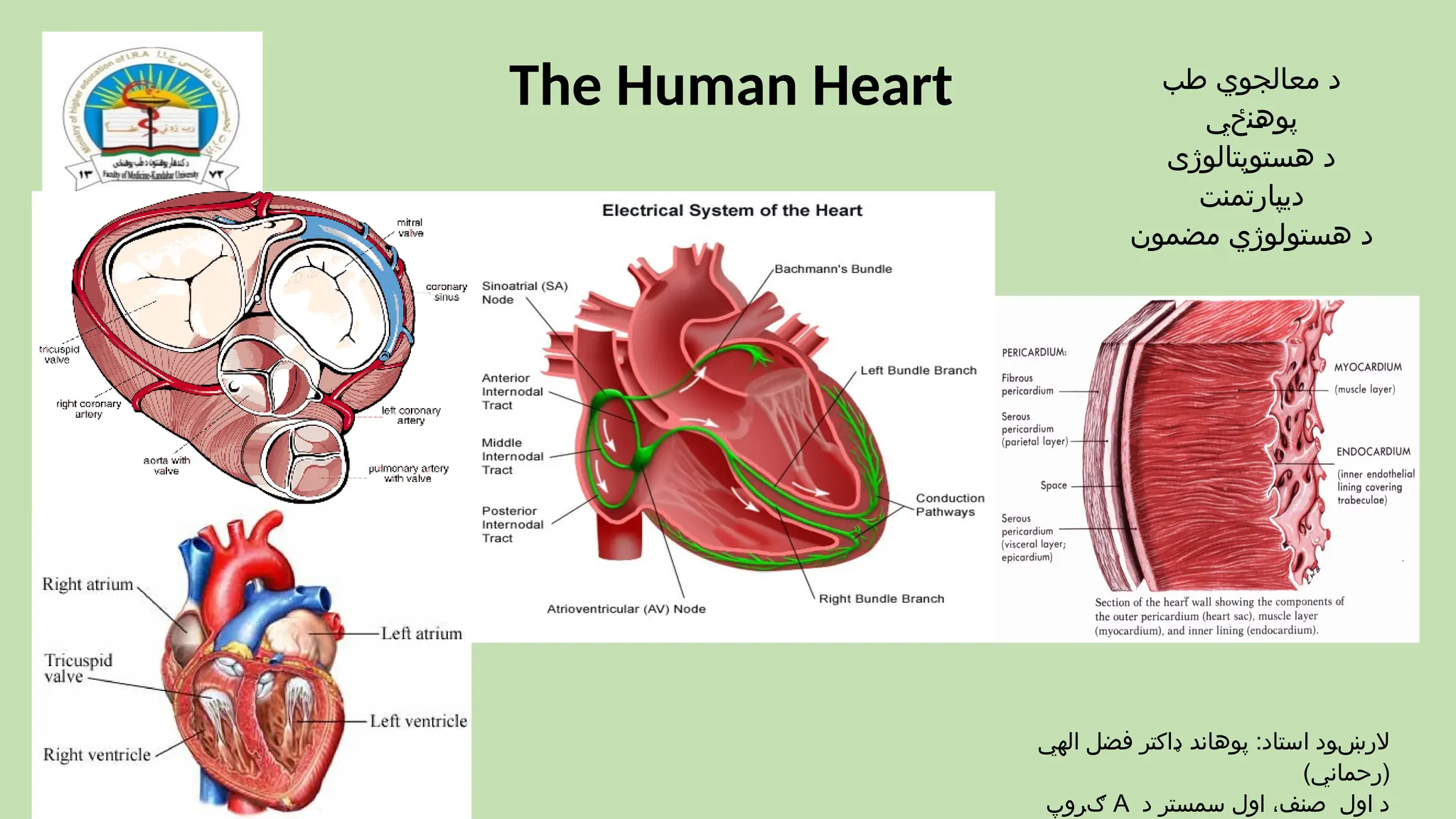 Human Histology Chart, from basic histology till systemic.pptx