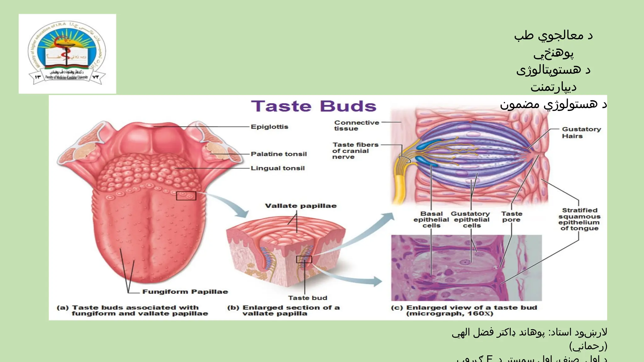Human Histology Chart, from basic histology till systemic.pptx