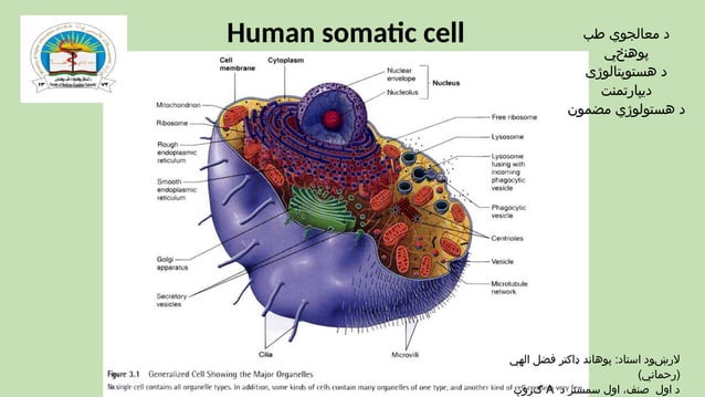 Human Histology Chart, from basic histology till systemic.pptx
