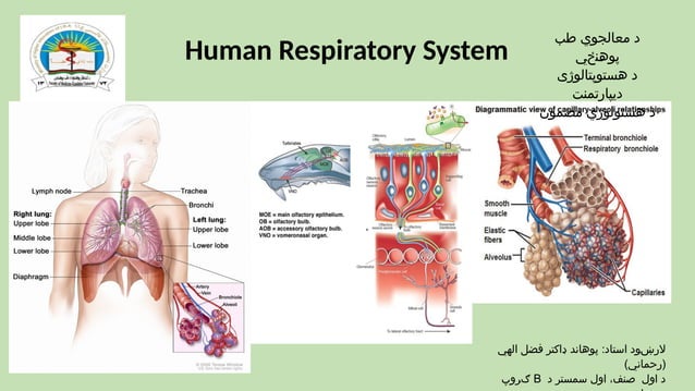 Human Histology Chart, from basic histology till systemic.pptx