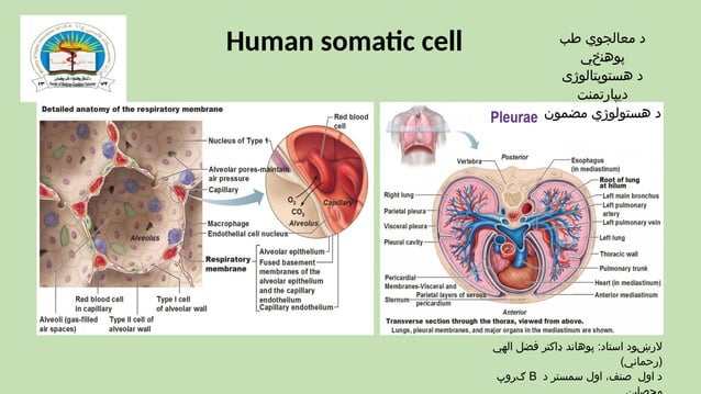 Human Histology Chart, from basic histology till systemic.pptx