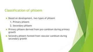 Phloem | PPTX