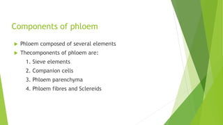 Phloem | PPTX