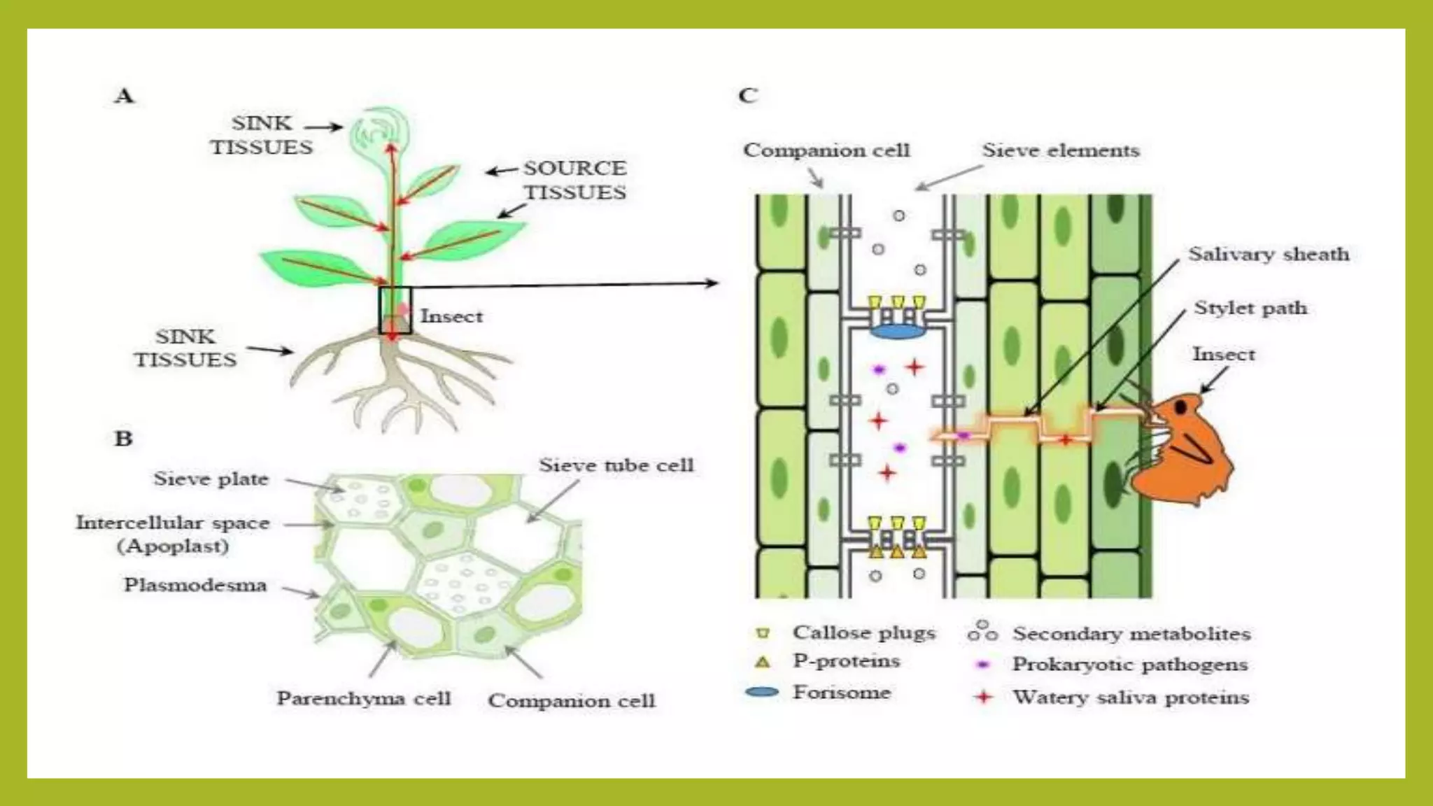 PHLOEM.pptx