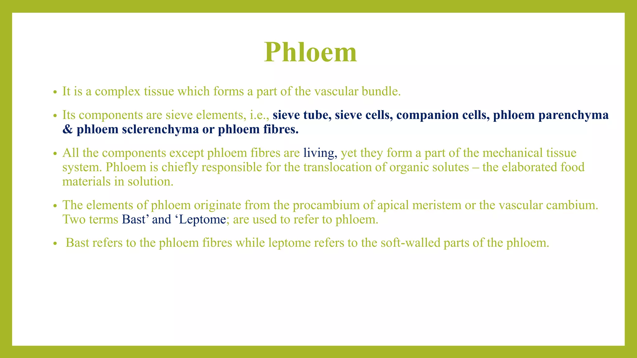 PHLOEM.pptx