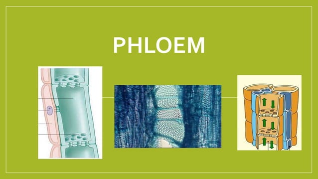 PHLOEM.pptx | Gardening | Home & Garden
