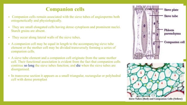 PHLOEM.pptx | Gardening | Home & Garden