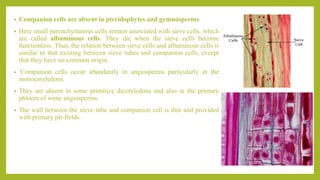 PHLOEM.pptx